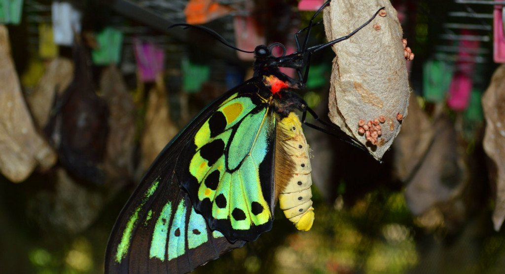 Bali Butterfly Park | Tabanan Places to Visit