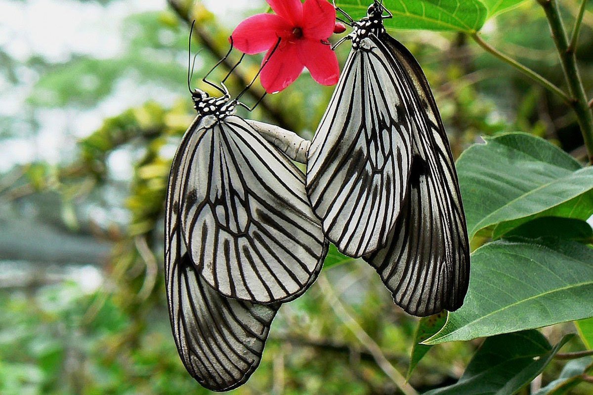 Bali Butterfly Park | Tabanan Places to Visit