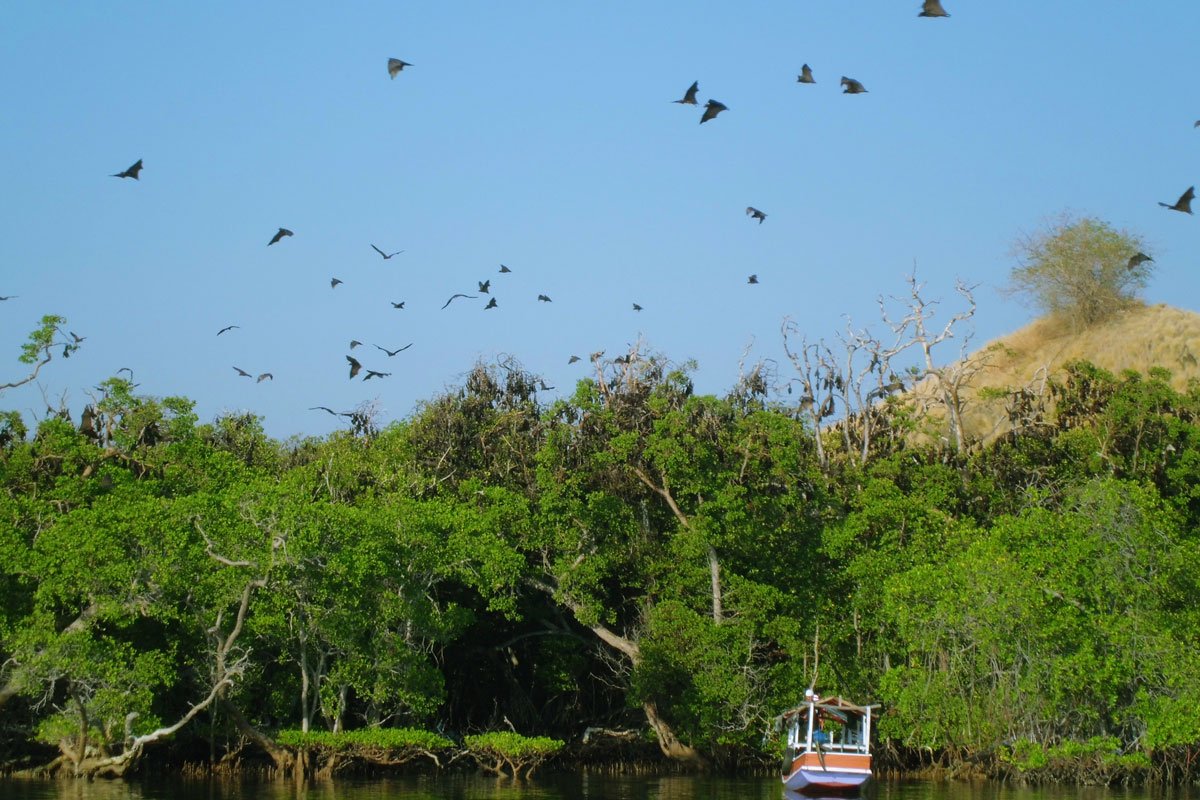 Kalong Island | Secret Bat Island - Komodo National Park