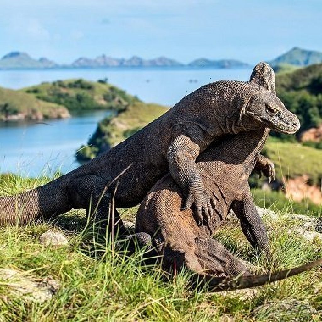 6-Day Flores Bajawa Komodo Tour Package - Bali Star Island