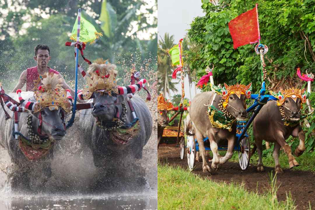 Makepung Lampit: Bali Cultural Festival and Buffalo Race